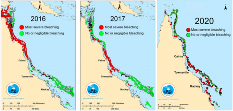 Despite 2021 being a good year for coral health, coral in the Great ...